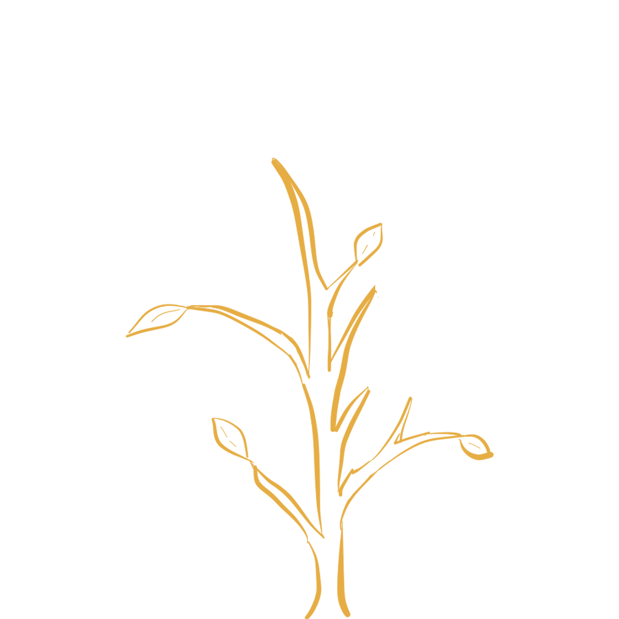 Tree Can Records Label